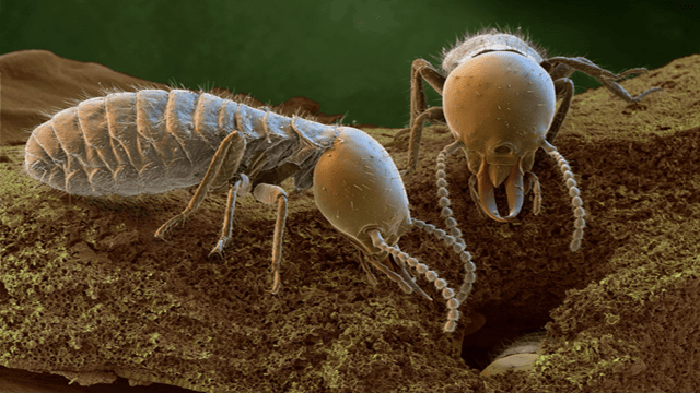 Images From Electron Microscope