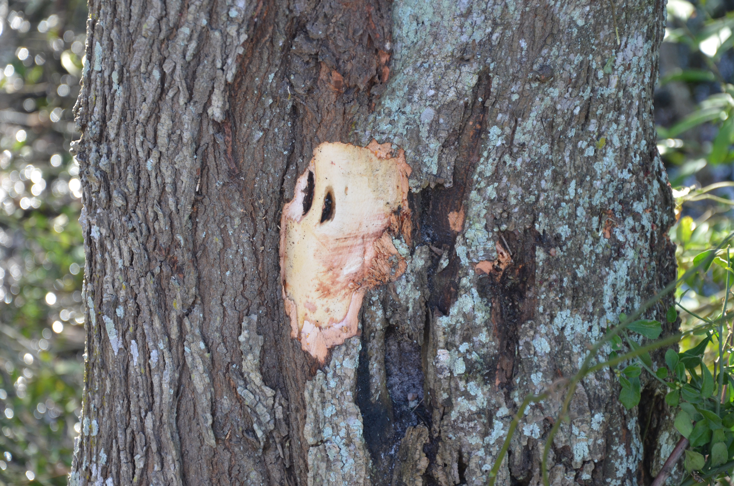 Charles Ownbey, 72, Is Killed In Motorcycle Wreck on I-95, South of ...