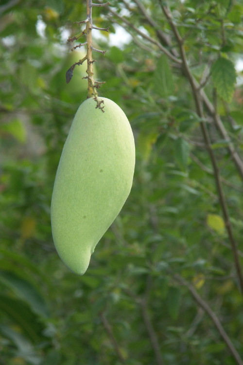 Nature Notes: Nam Doc Mai Mango | Flamingo Musings