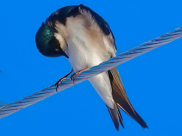 Tree Swallow - Flathead Audubon Society