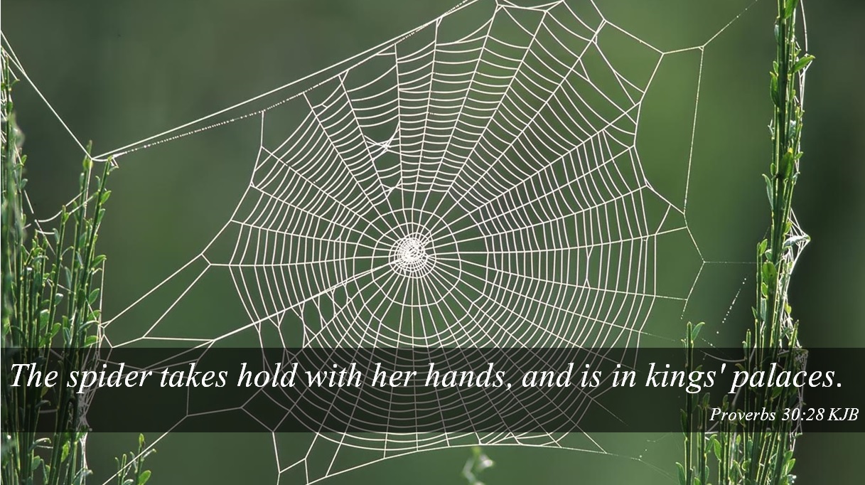 Learning from the Lizard and the Spider