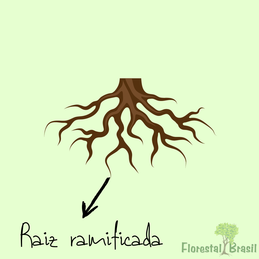 Raiz e seus tipos: subterrâneo, aéreo e aquático | Florestal Brasil
