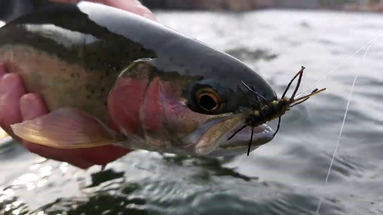 How to Set Up a Drop Shot Nymph Rig - Flylords Mag