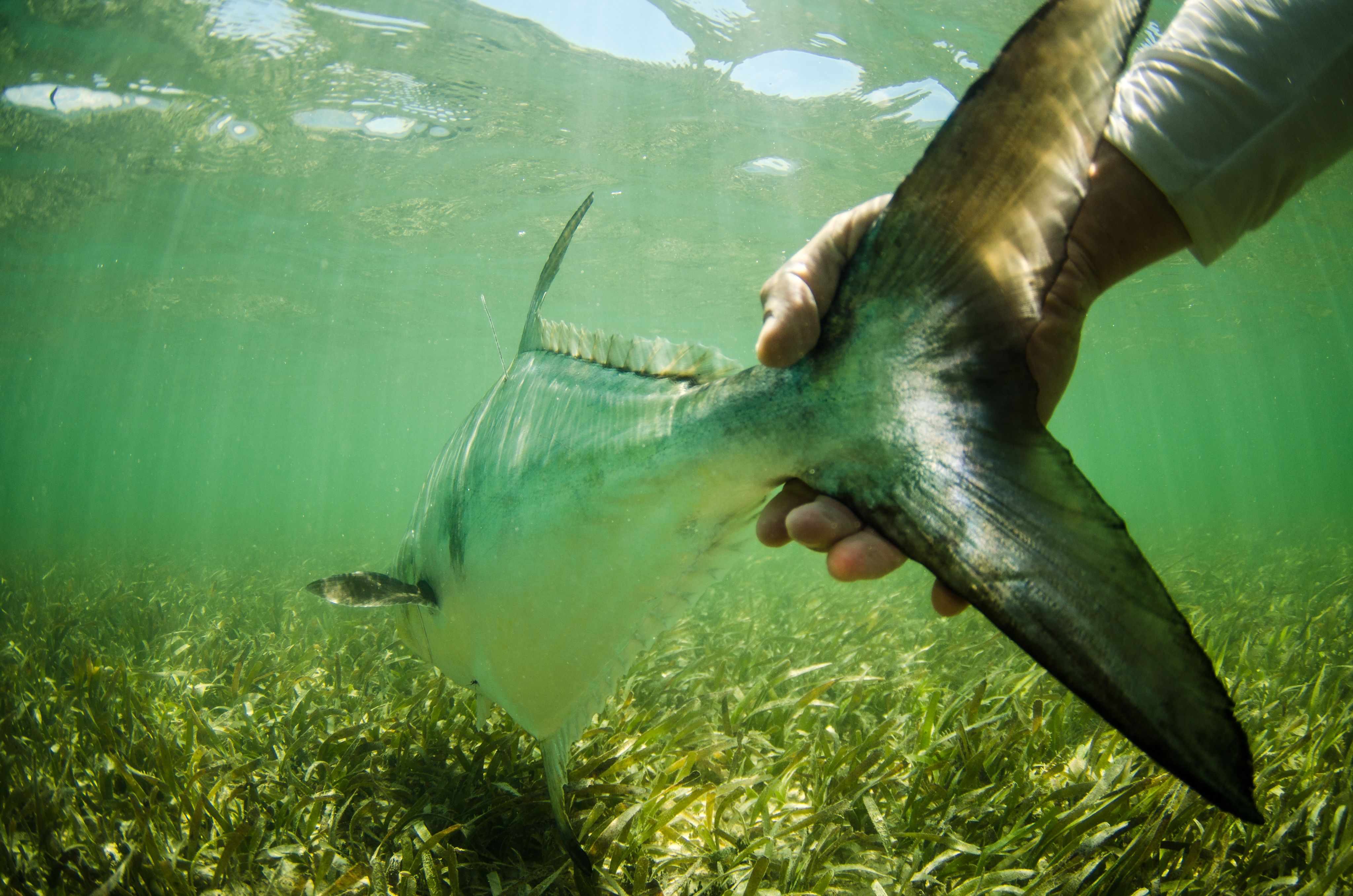 Florida Fish and Wildlife Protects Essential Permit Spawning Habitat ...