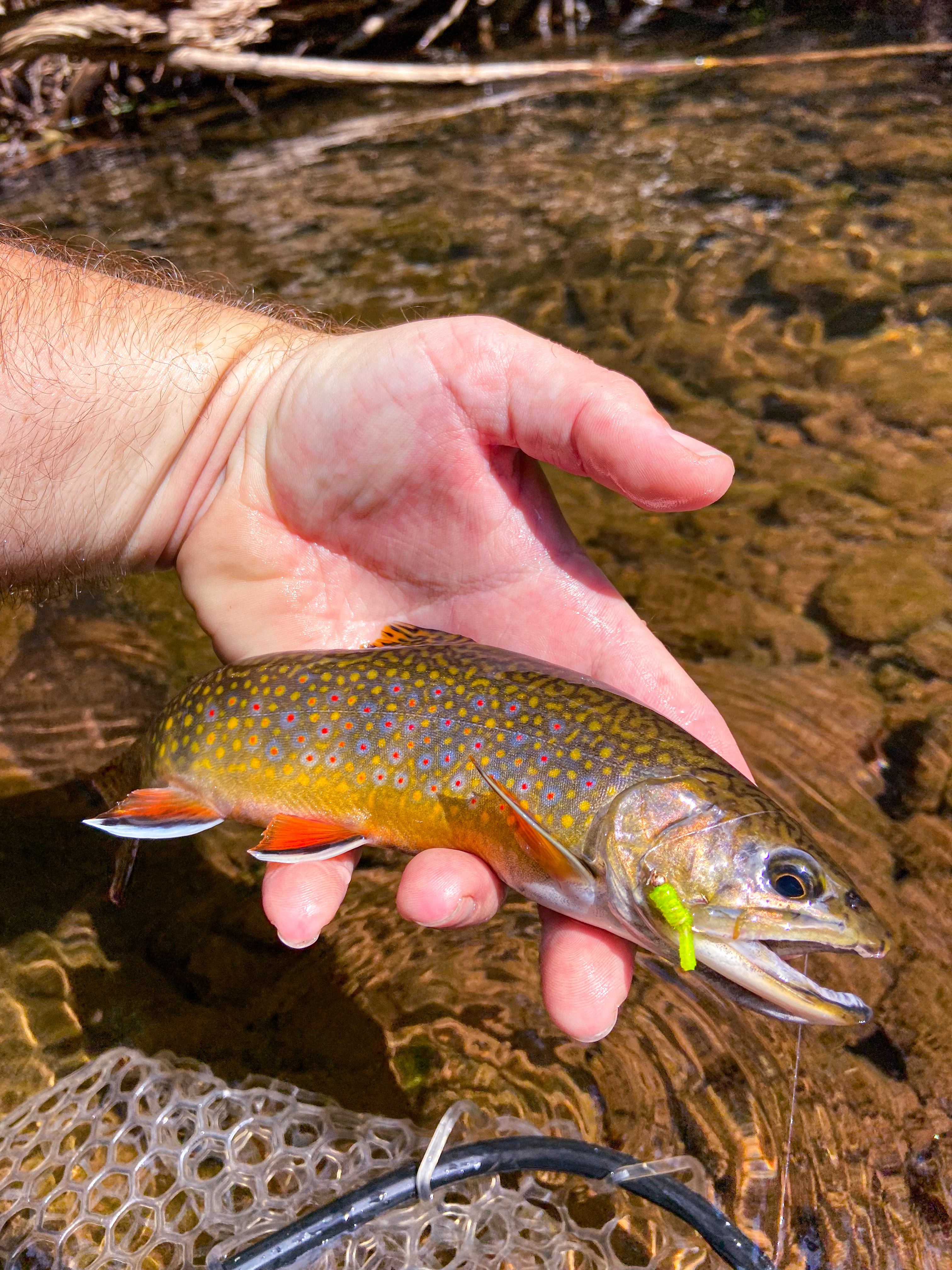 Greenie Weenie Season - Flylords Mag