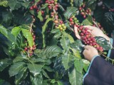 What Is Java Coffee History Taste And Brewing Tips Indonesia Green