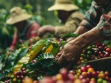 What Is Java Coffee History Taste And Brewing Tips Fnb Coffee