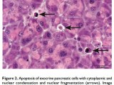 Recommendations From The Inhand Apoptosis Necrosis Working Group