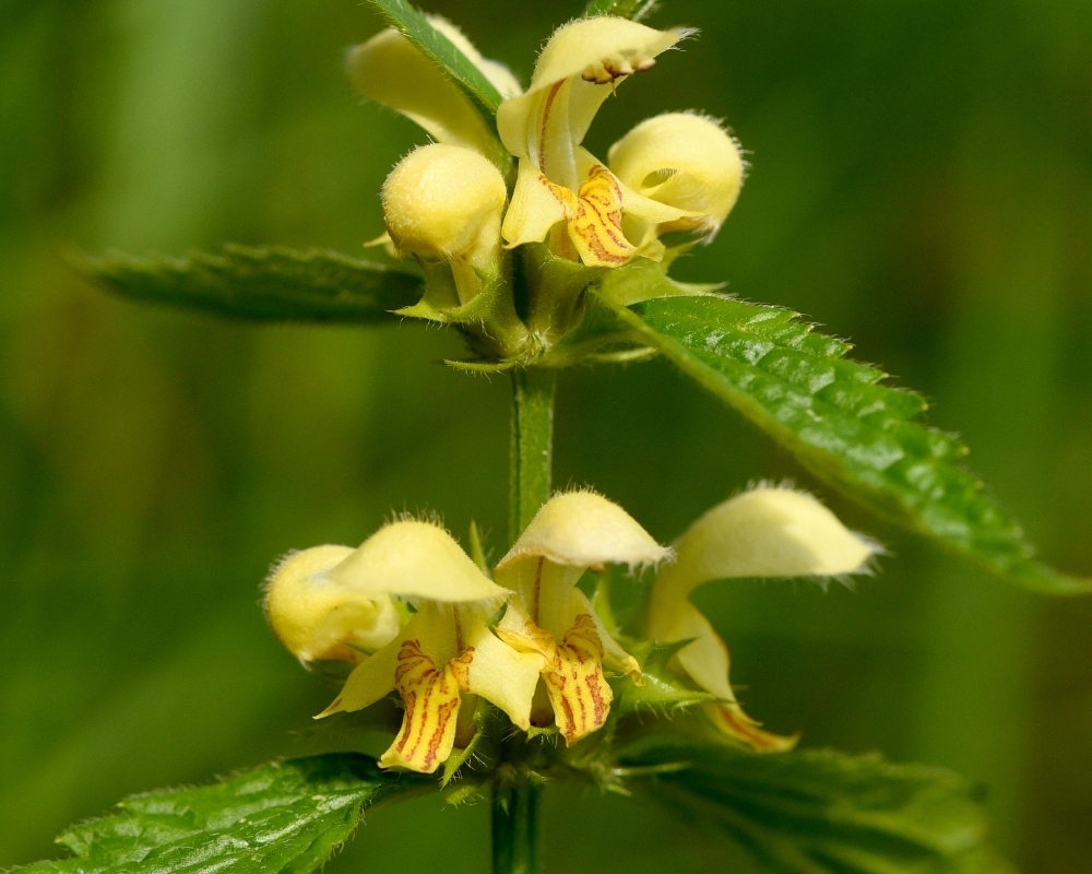 Spiselige planter du finder i naturen i Juni måned – Foderhulen.dk