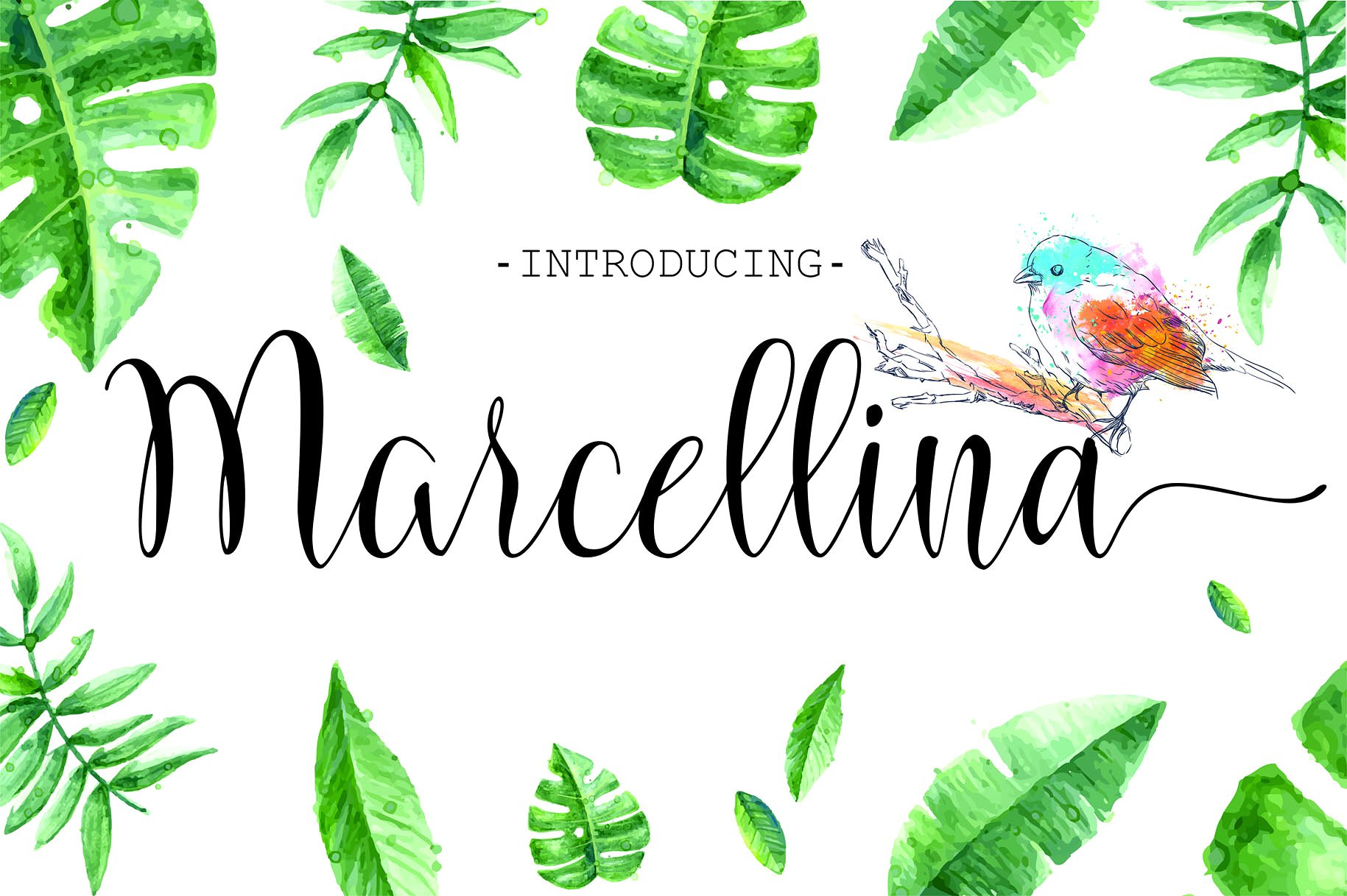 Marcellina Script - Download fonts