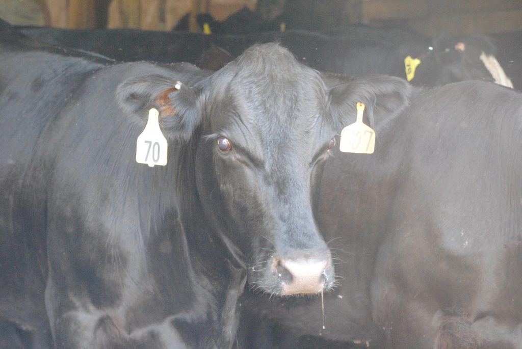 Beef Bourguignon & Working Cows - Food & Swine