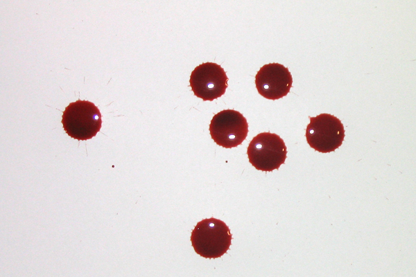 Processing Bloodstains – Passive Stains – Forensic Pocket Guide