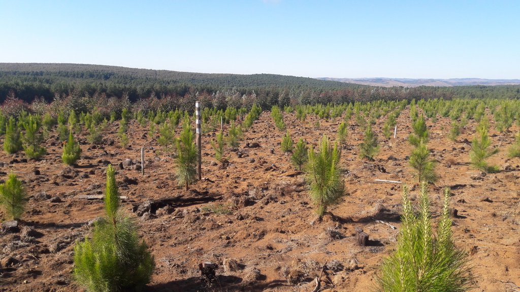 TREE IMPROVEMENT STRATEGY FINALISED | Forestry Development Trust - Tanzania