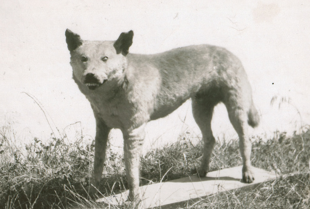 The Tantanoola Tiger – Forgotten Australia