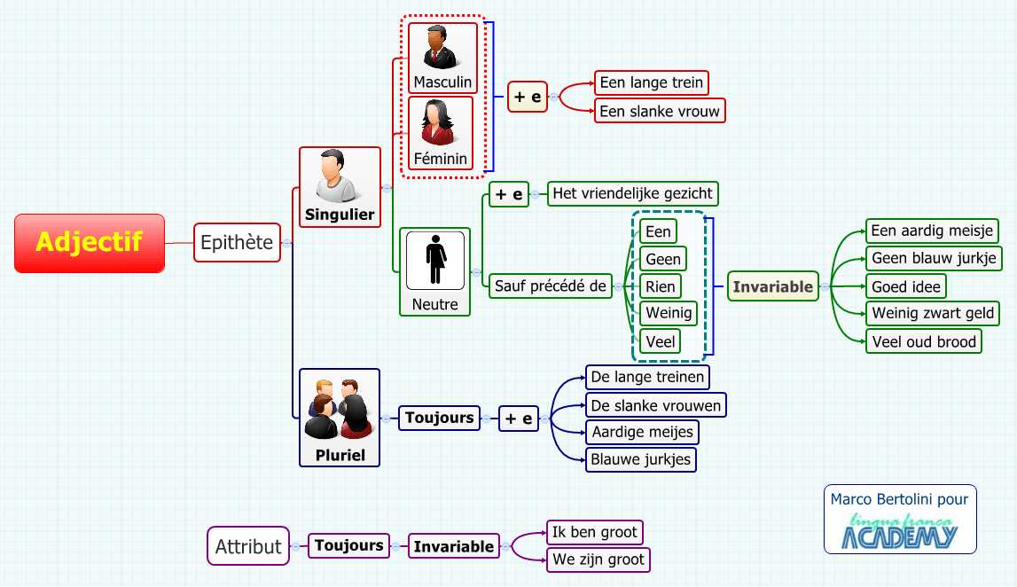 L'accord des adjectifs en néerlandais - Formation 3.0