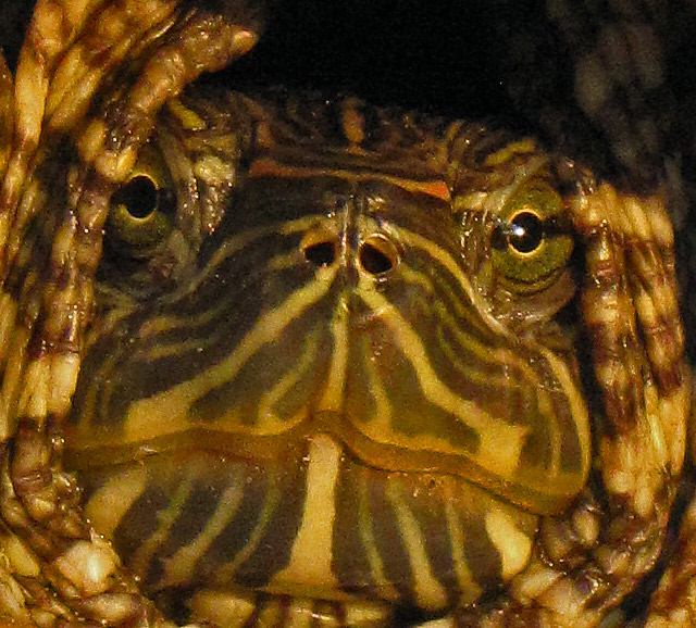 Four String Farm - Page 18 of 23 - A Heritage Farm in Rockport, Texas ...