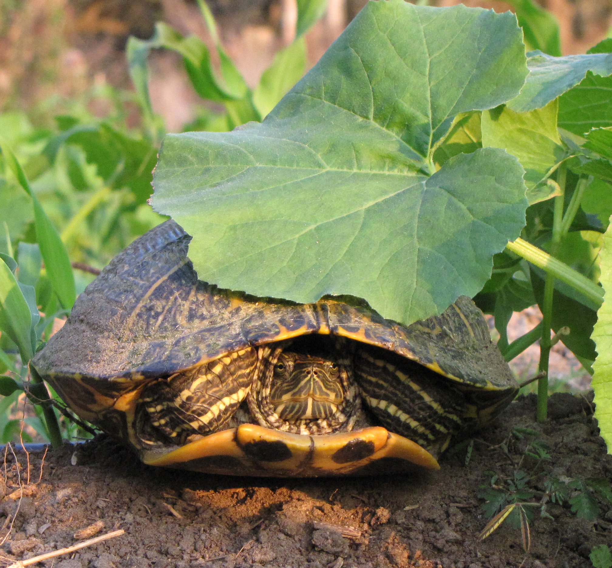 Four String Farm - Page 18 of 23 - A Heritage Farm in Rockport, Texas ...