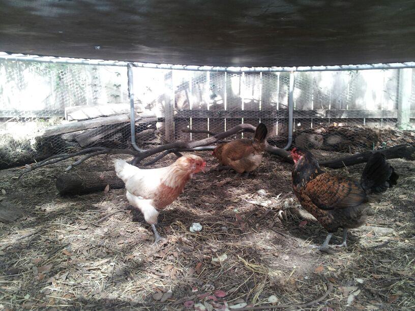 A Trampoline for Chickens - Four String Farm Four String Farm