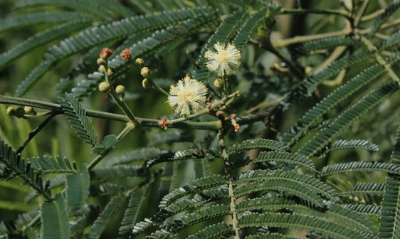 Klasifikasi dan Morfologi Legum ( Leguminosa ) - Ilmu Pengetahuan Lengkap