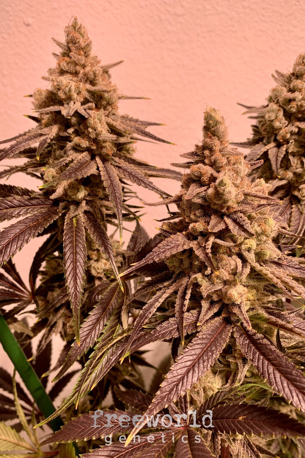 Early Star – FreeWorld Genetics