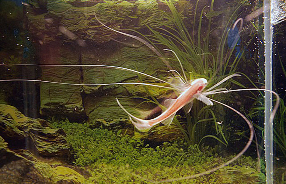 POLYNEMUS MULTIFILIS Elegante Paradijsvis - Fritskuiper.nl