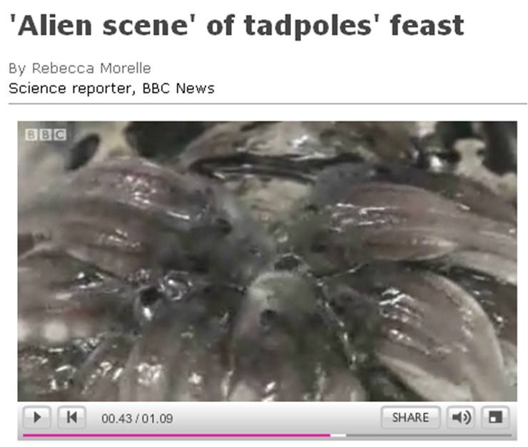 Baby “alien” frogs feasting on their moms’ eggs | Frog Matters