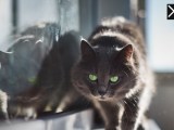 Pure Javascript Lightbox Vanilla Js Image Lightbox Frontendscript