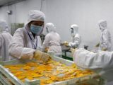 Dried Mango Slices Chips Processing Ibc Machine