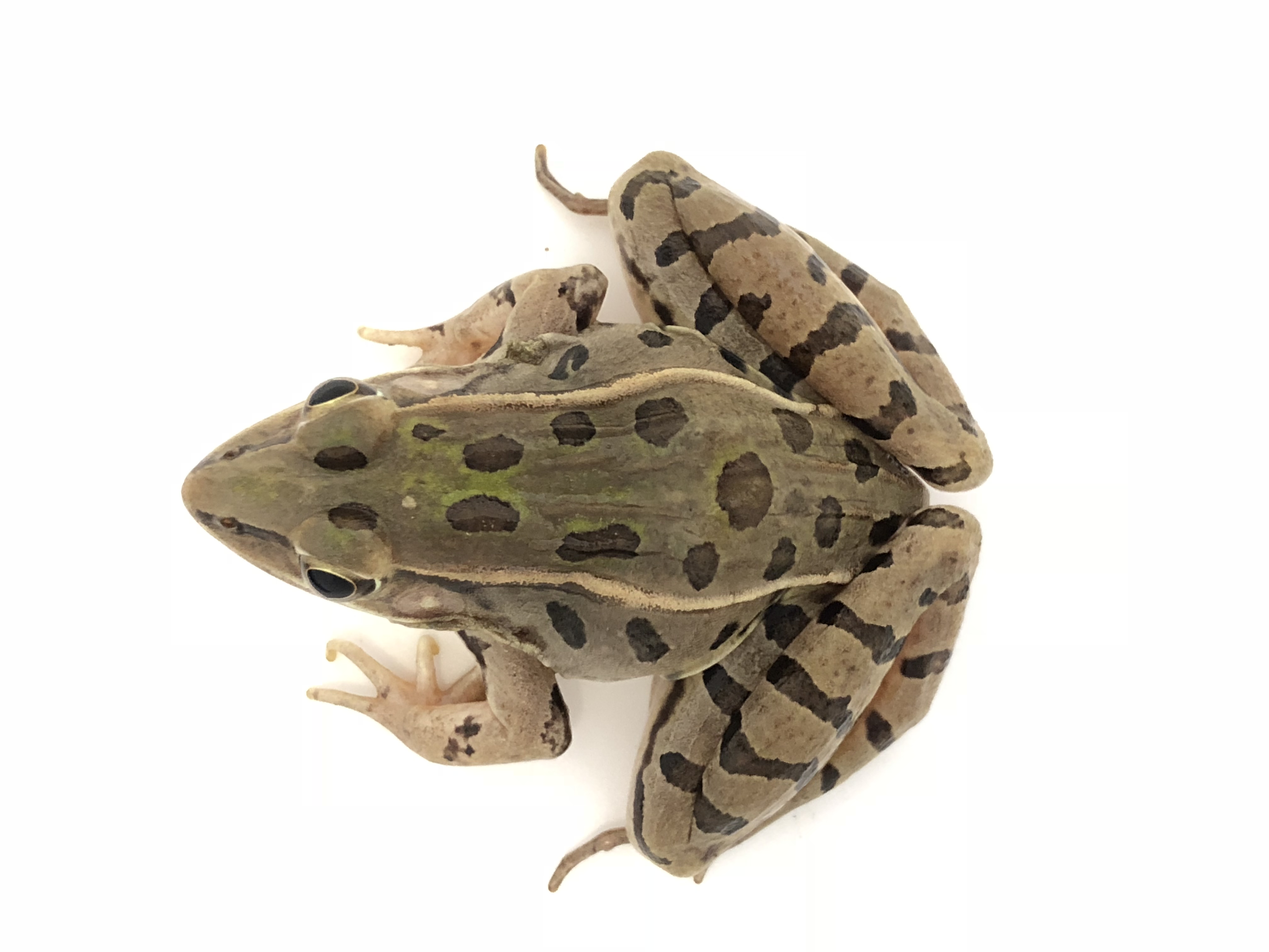 Evolution of Sensory Systems in Frogs and Lizards – Fujita Lab