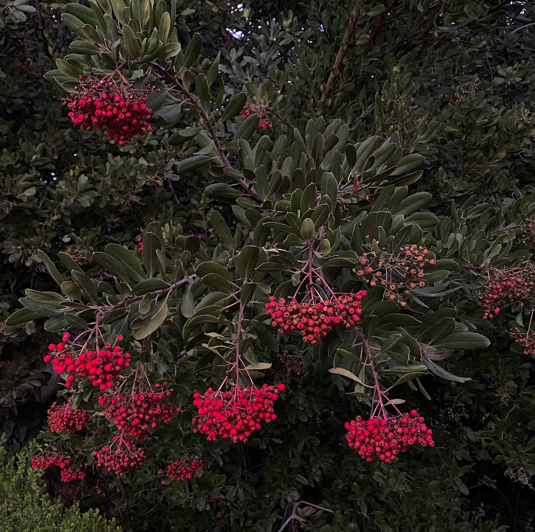 Tree of the Month: Toyon at the Muckenthaler - Fullerton Observer