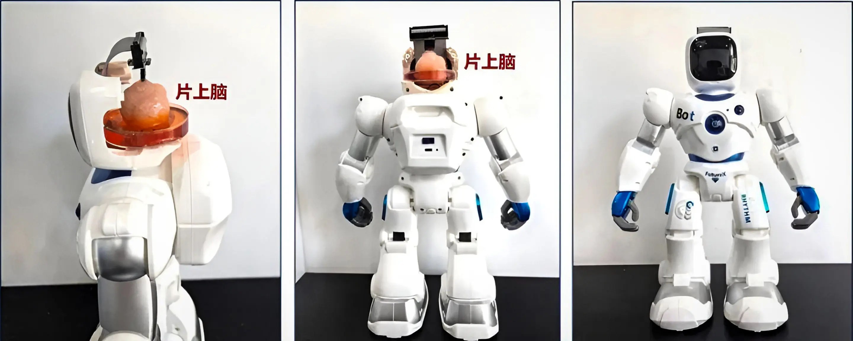 Scientists Create Robot Controlled By Blob Of Human Brain Cells