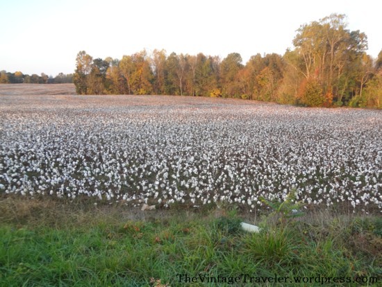 Cotton Fields | The Vintage Traveler