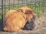 Rabbit Body Language And Behavior 101 All You Need To Know