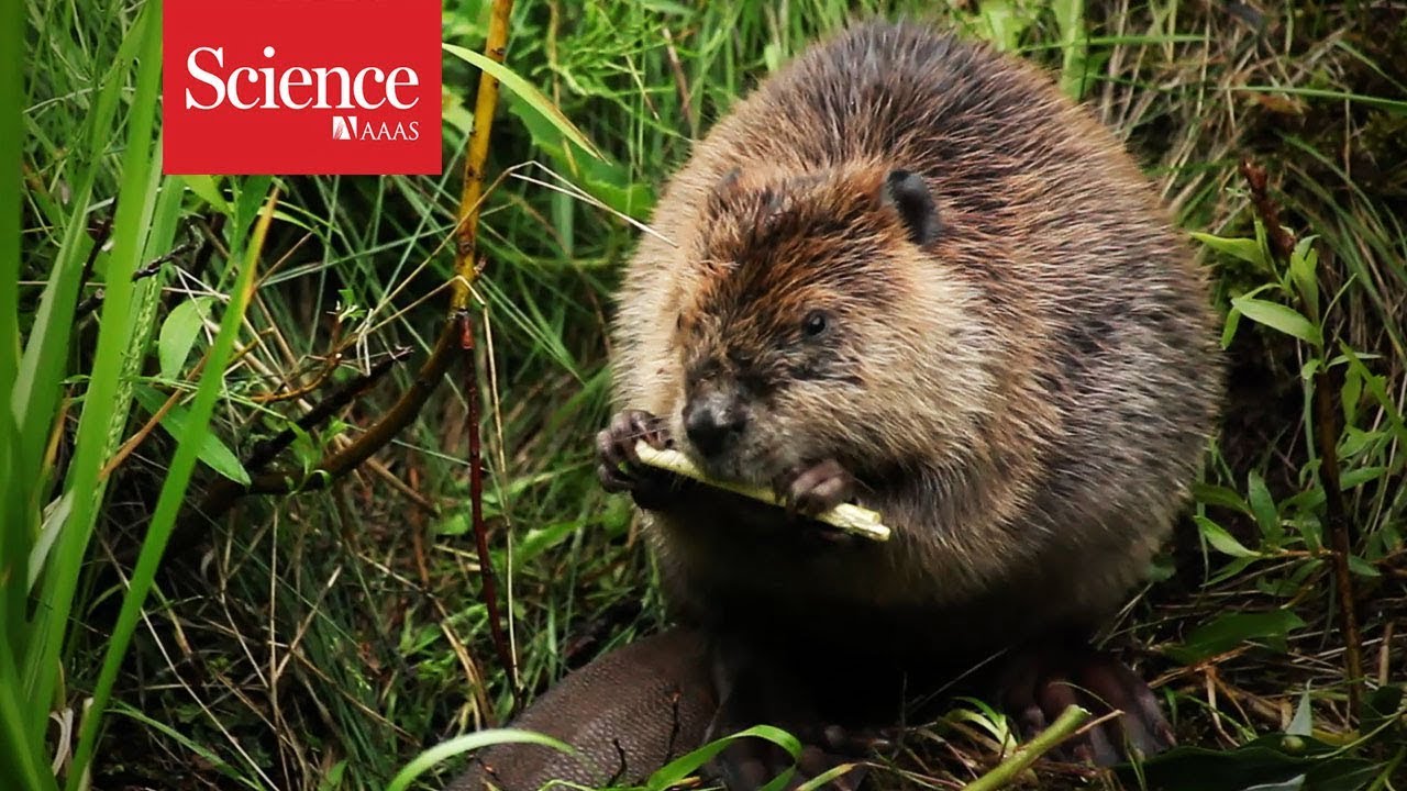 Bringing Beavers Back – FYFD