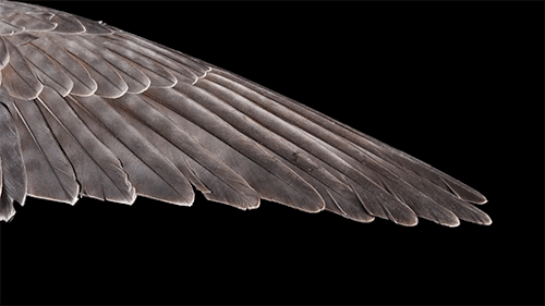 Feathered Fighter Jets – FYFD