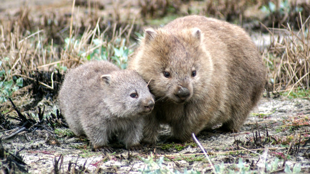 Baby Wombats Running