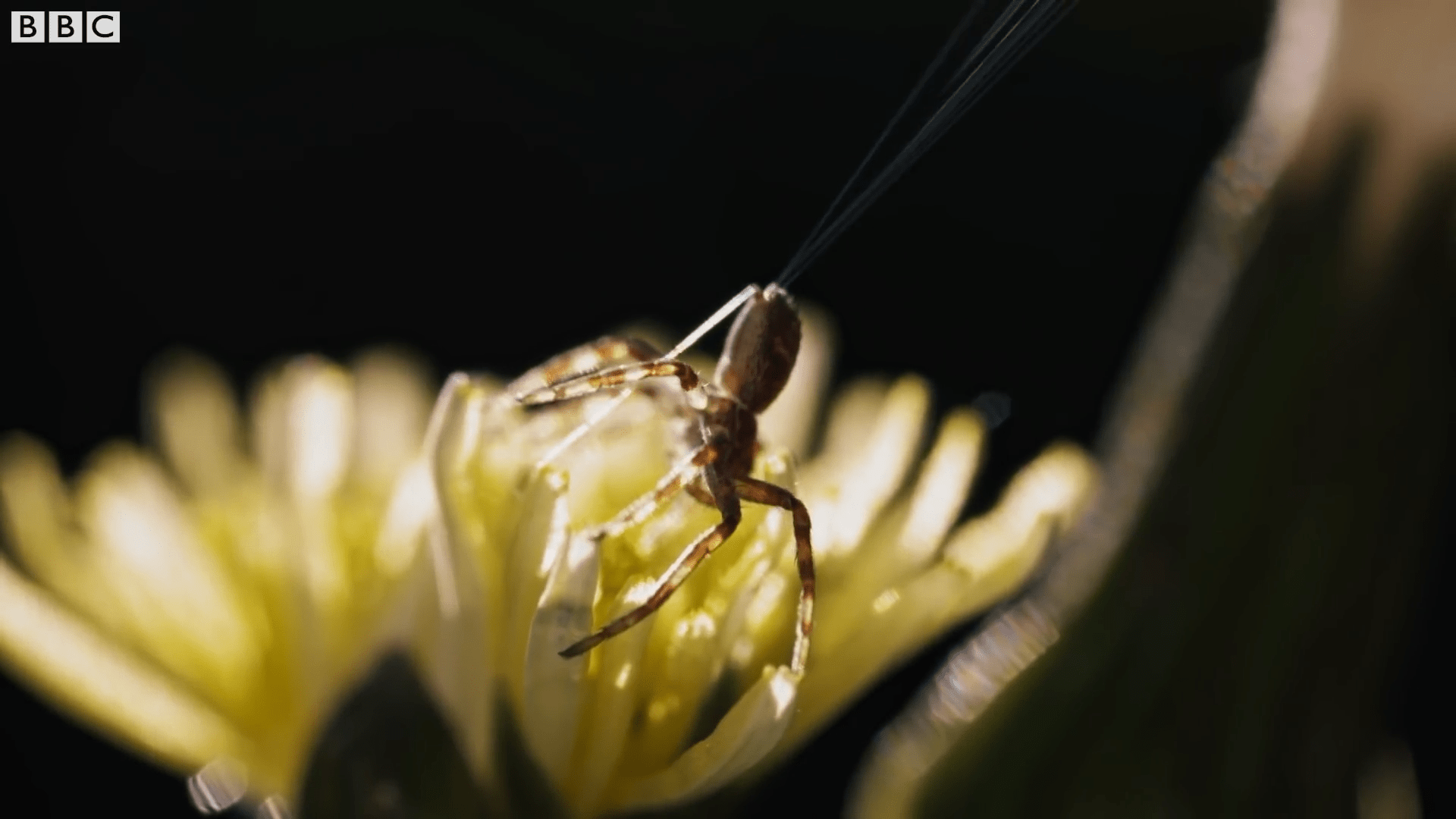 Flying Spiders Use Electric Fields – FYFD