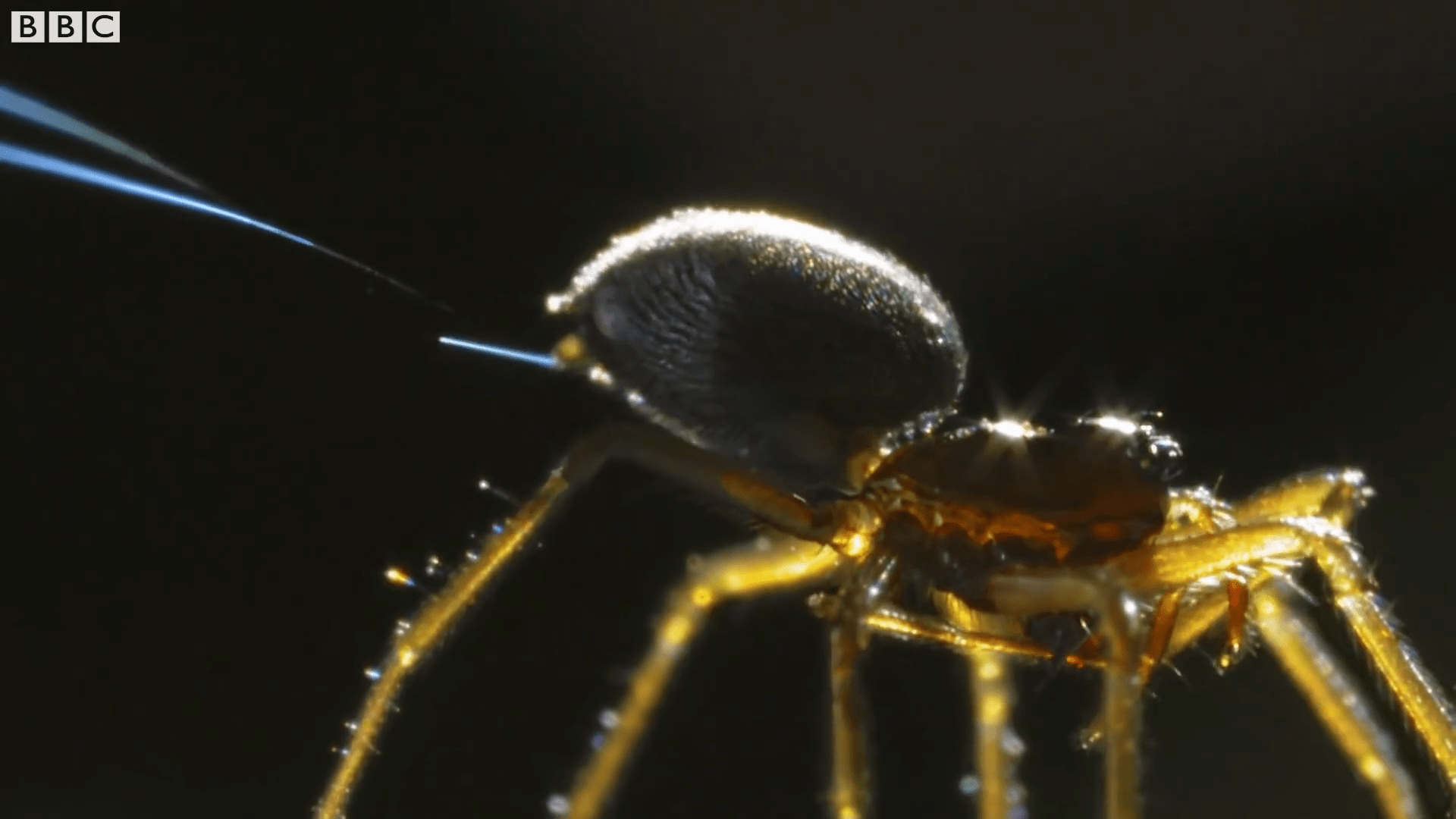 Flying Spiders Use Electric Fields – FYFD