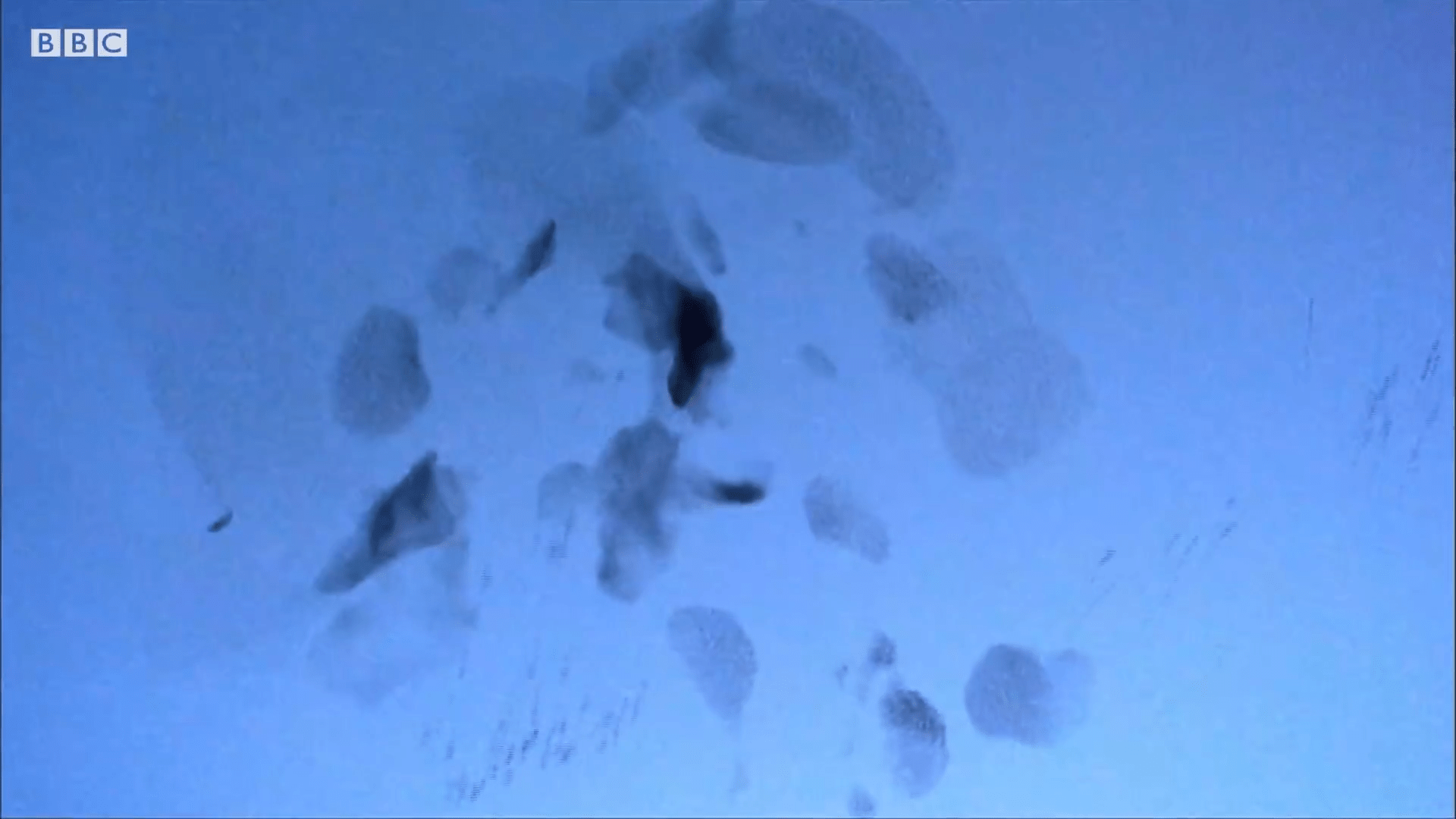 Starlings Over Rome – FYFD