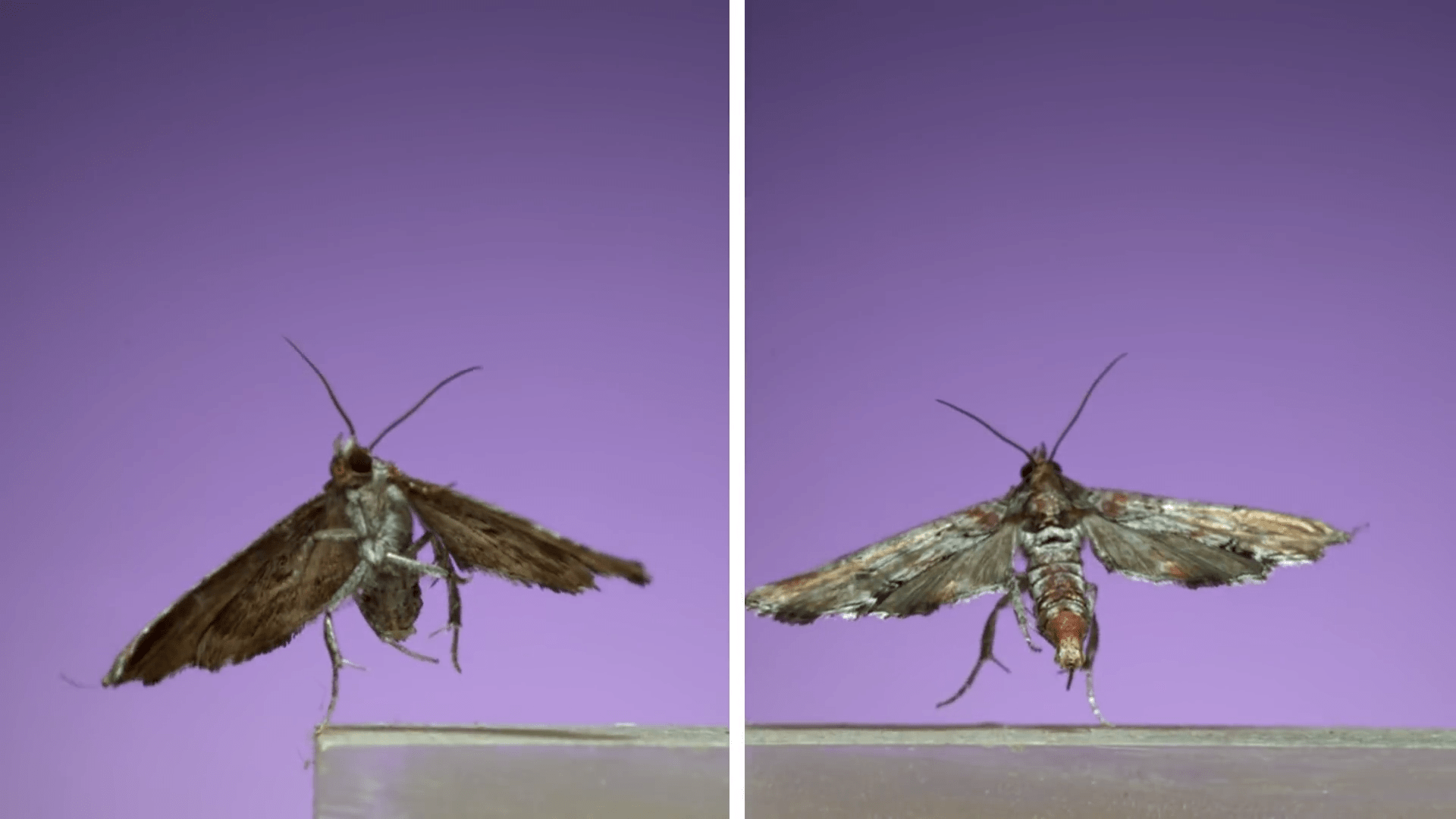 Moths in Flight – FYFD