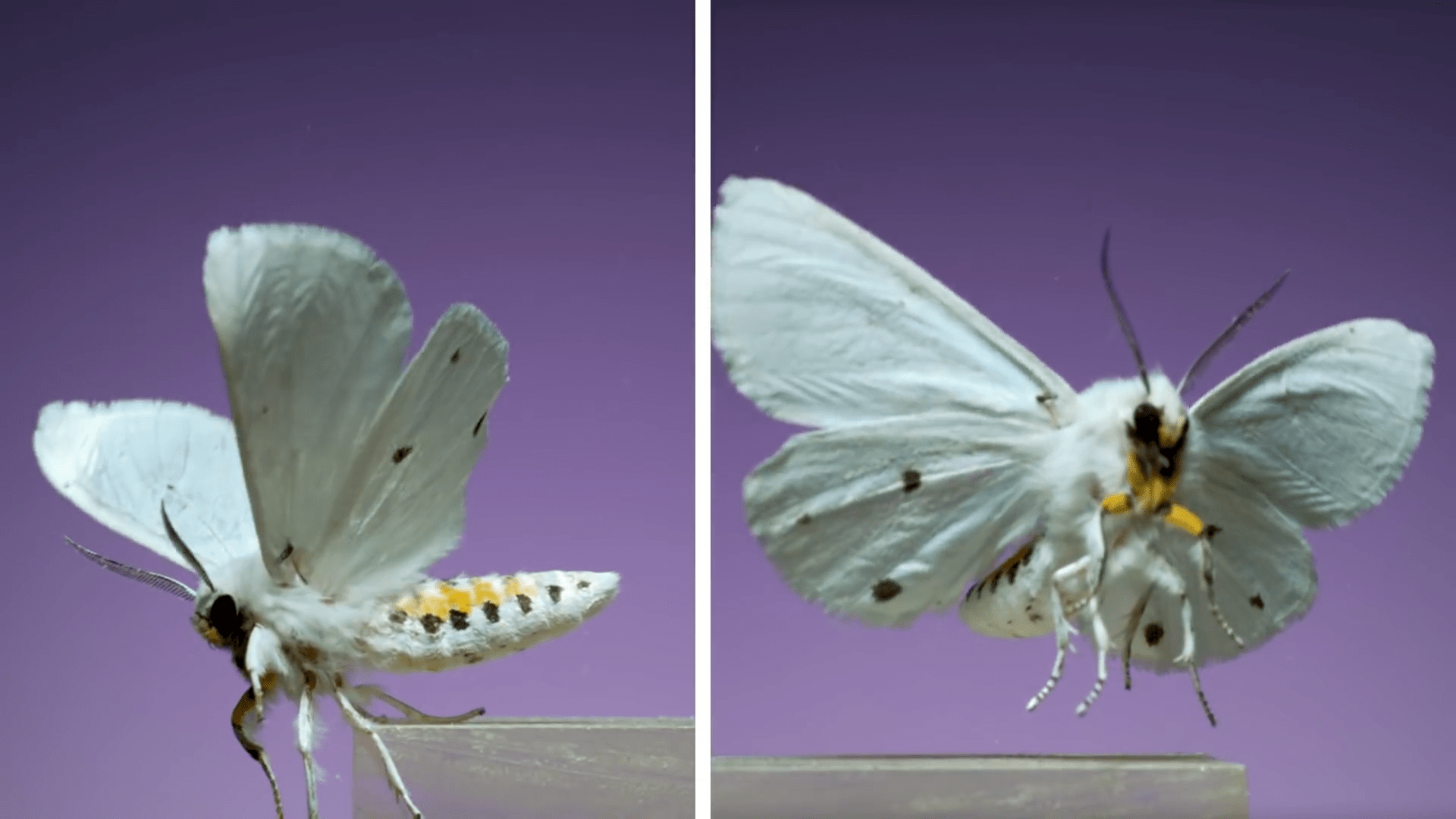 Moths in Flight – FYFD