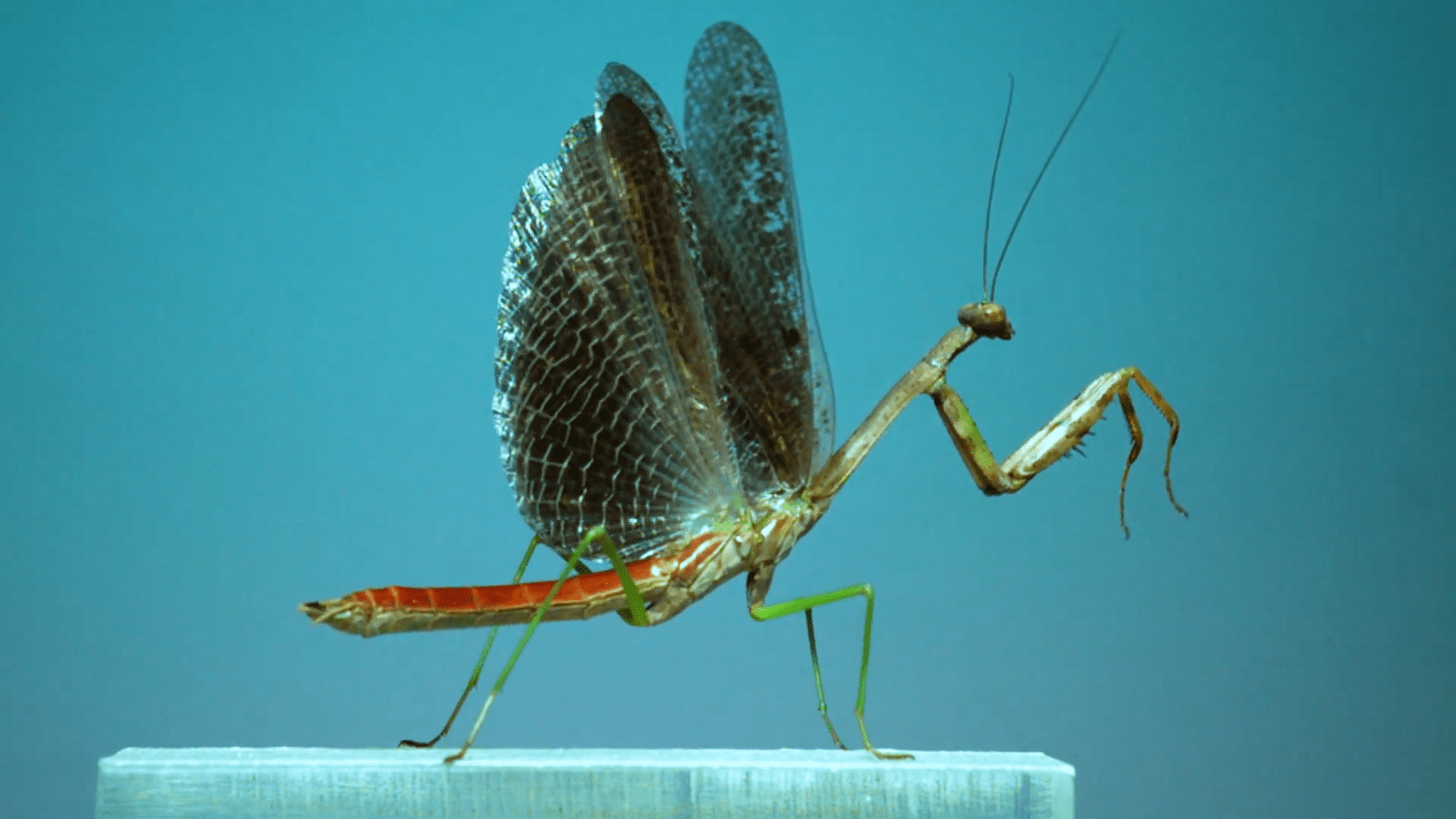 Insects Taking Flight – FYFD