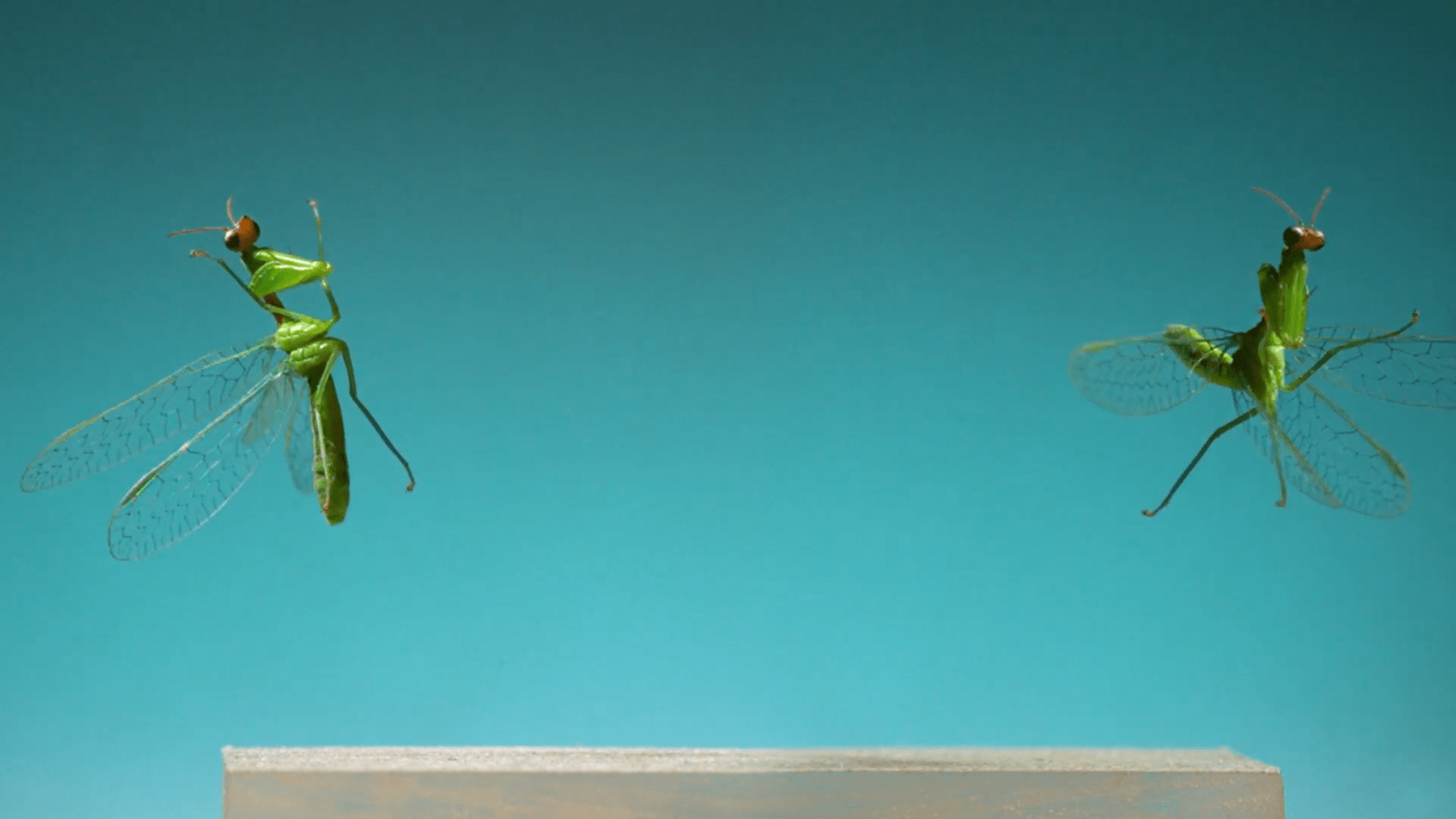 Insects Taking Flight – FYFD