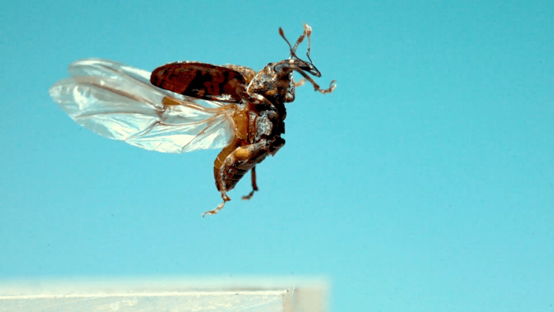 Insects Taking Flight – FYFD