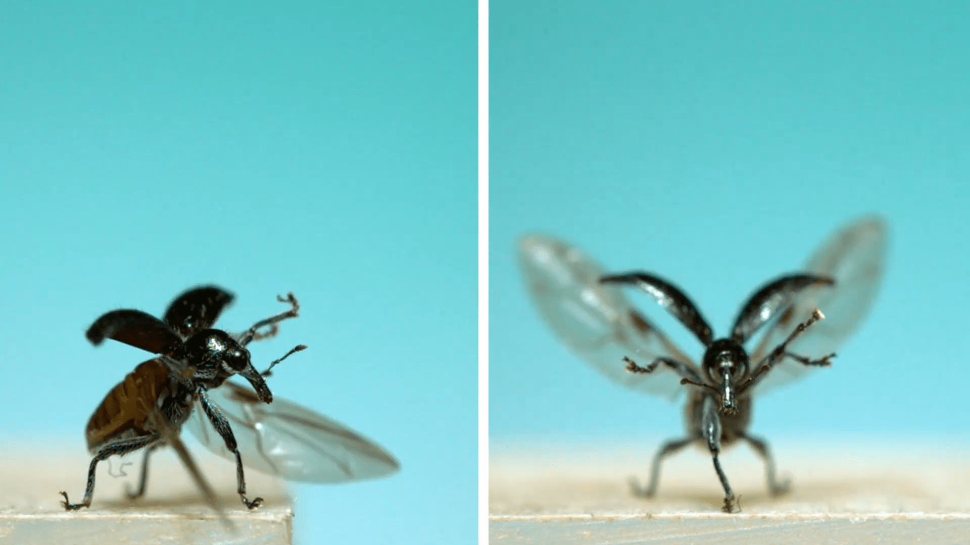 Insects Taking Flight – FYFD