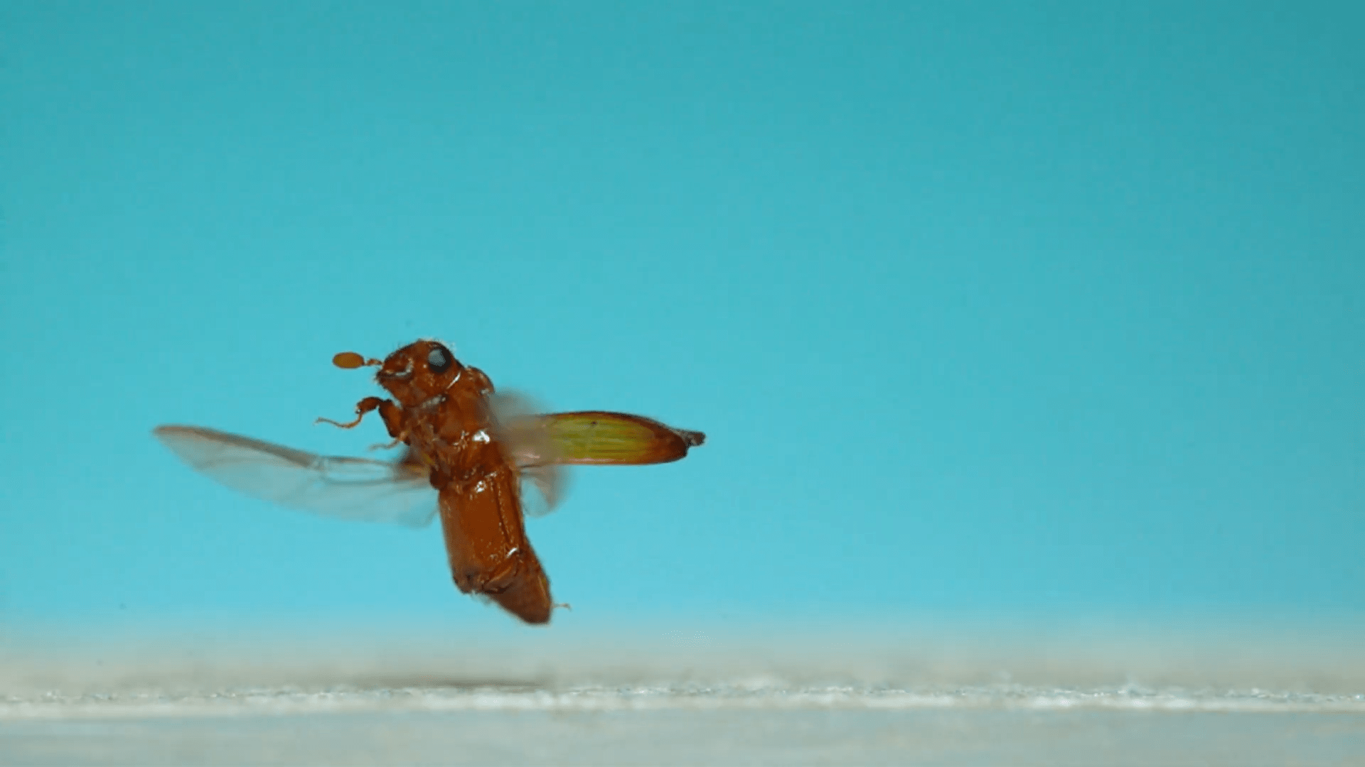 Insects Taking Flight – FYFD