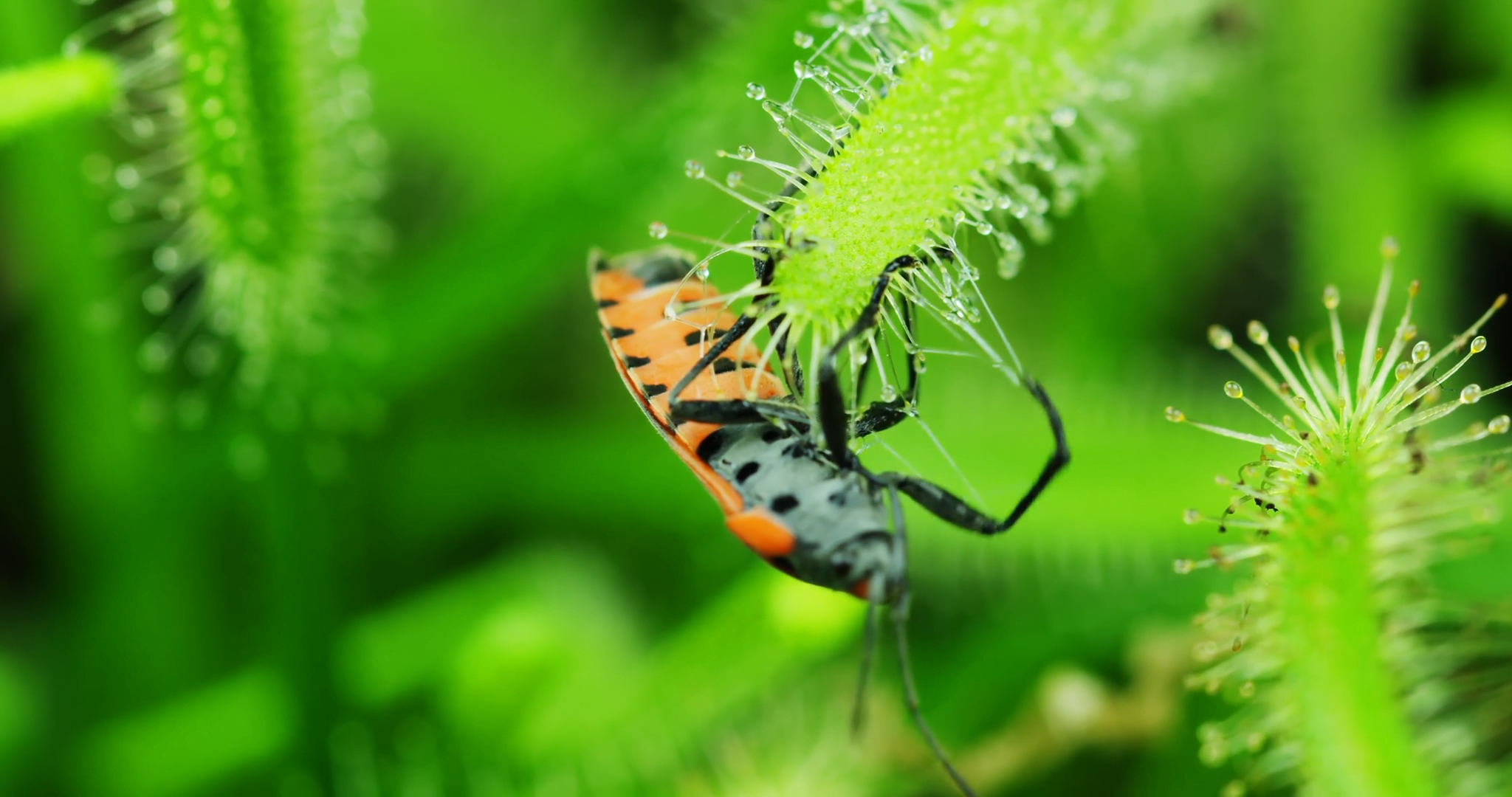 “The Green Reapers” – FYFD