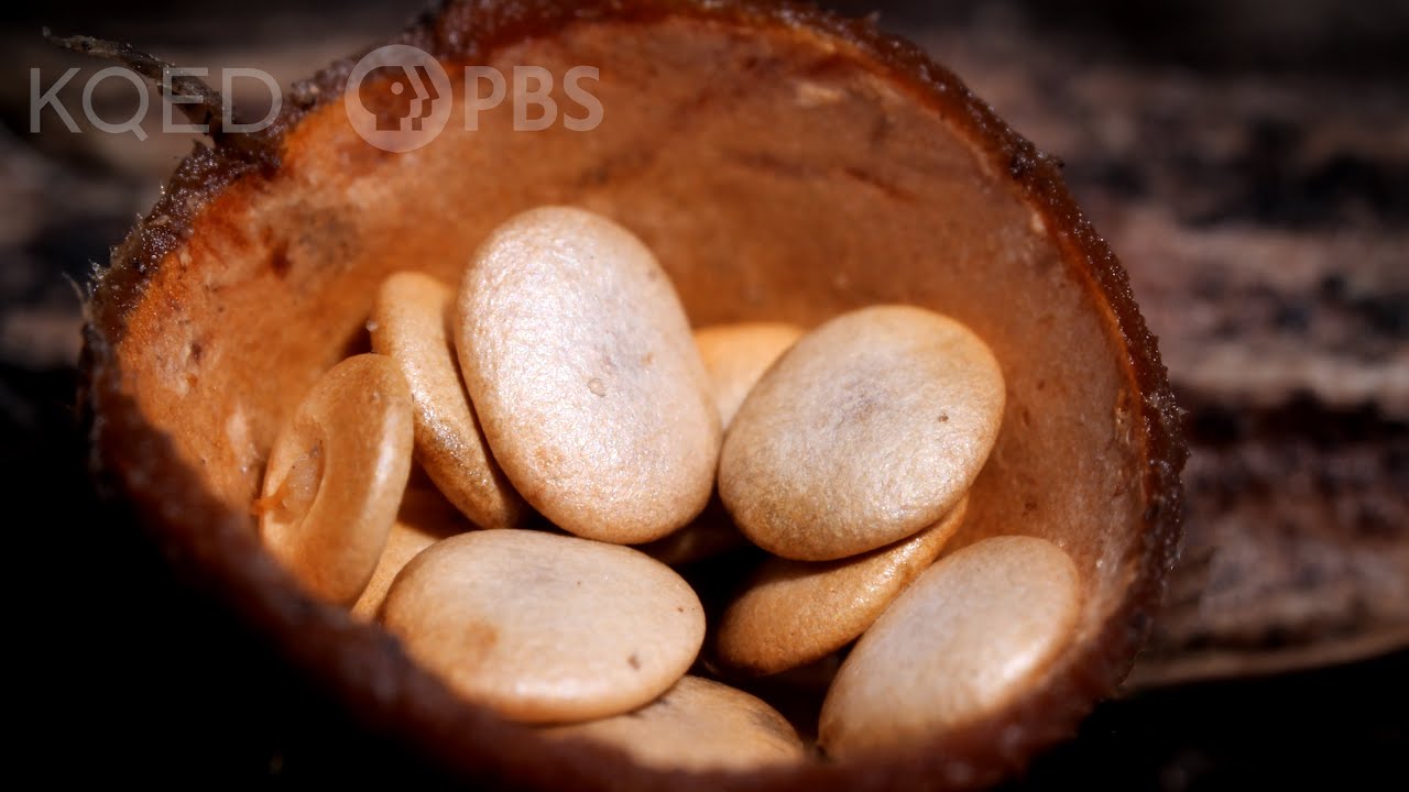 Splash-Spread Mushrooms – FYFD