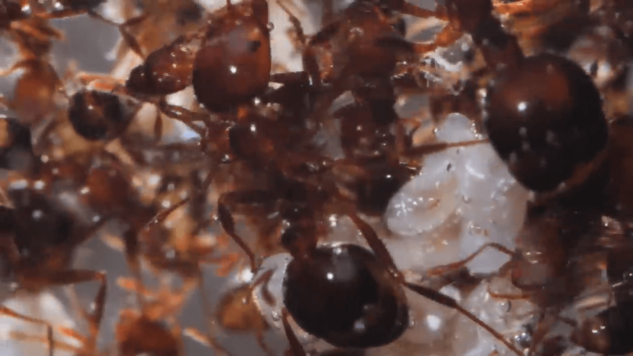 Fire Ant Rafts – FYFD