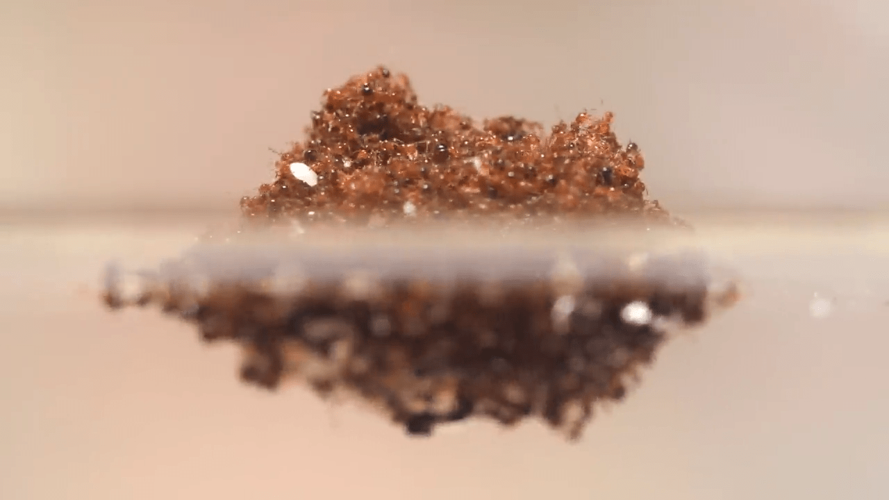 Fire Ant Rafts – FYFD
